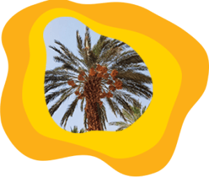 MYJOOL – IT'S MYJOOL TIME. EVERY TIME.